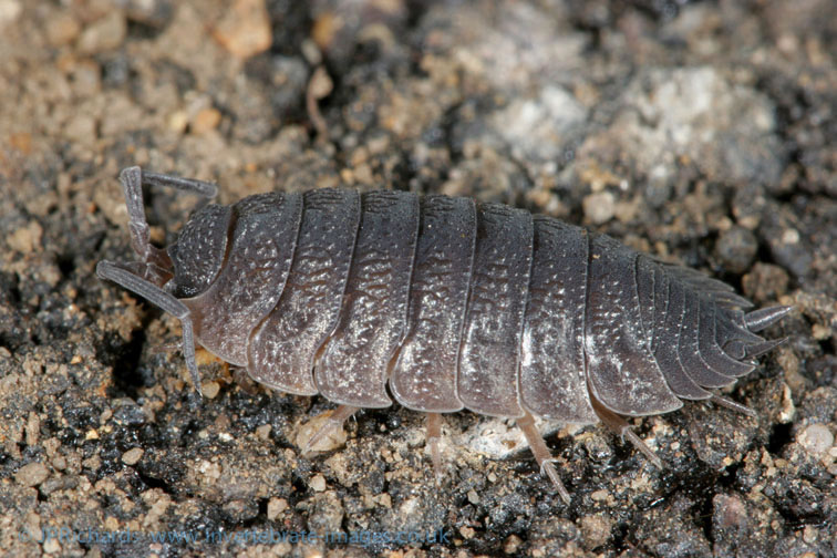 Porcellio scaber | British Myriapod and Isopod Group